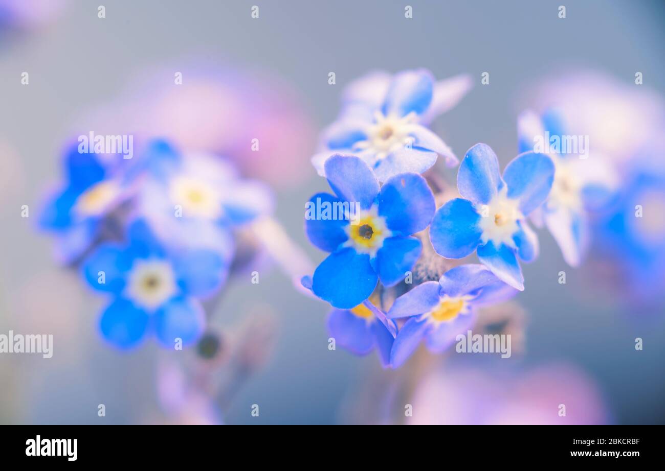 Beautiful blue forget me nots Stock Photo - Alamy