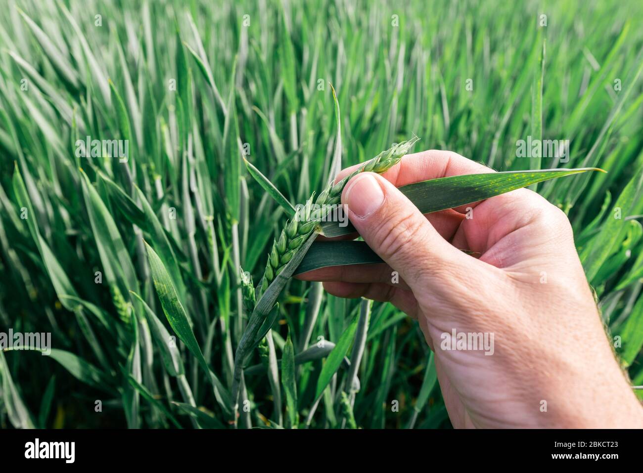 Hand spike hi-res stock photography and images - Alamy