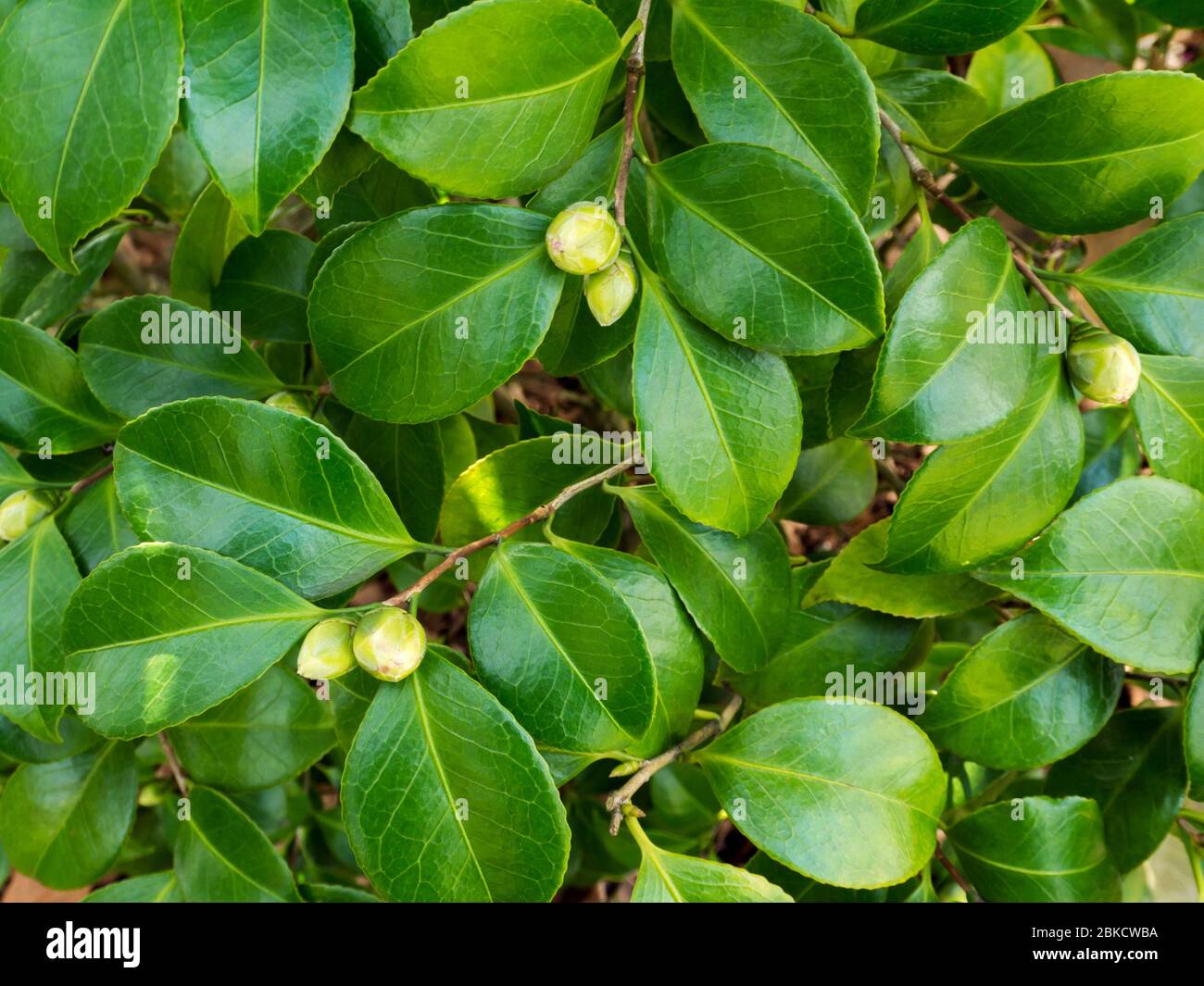 Camellia japonica buds and leaves background. Japanese tsubaki. Future ...