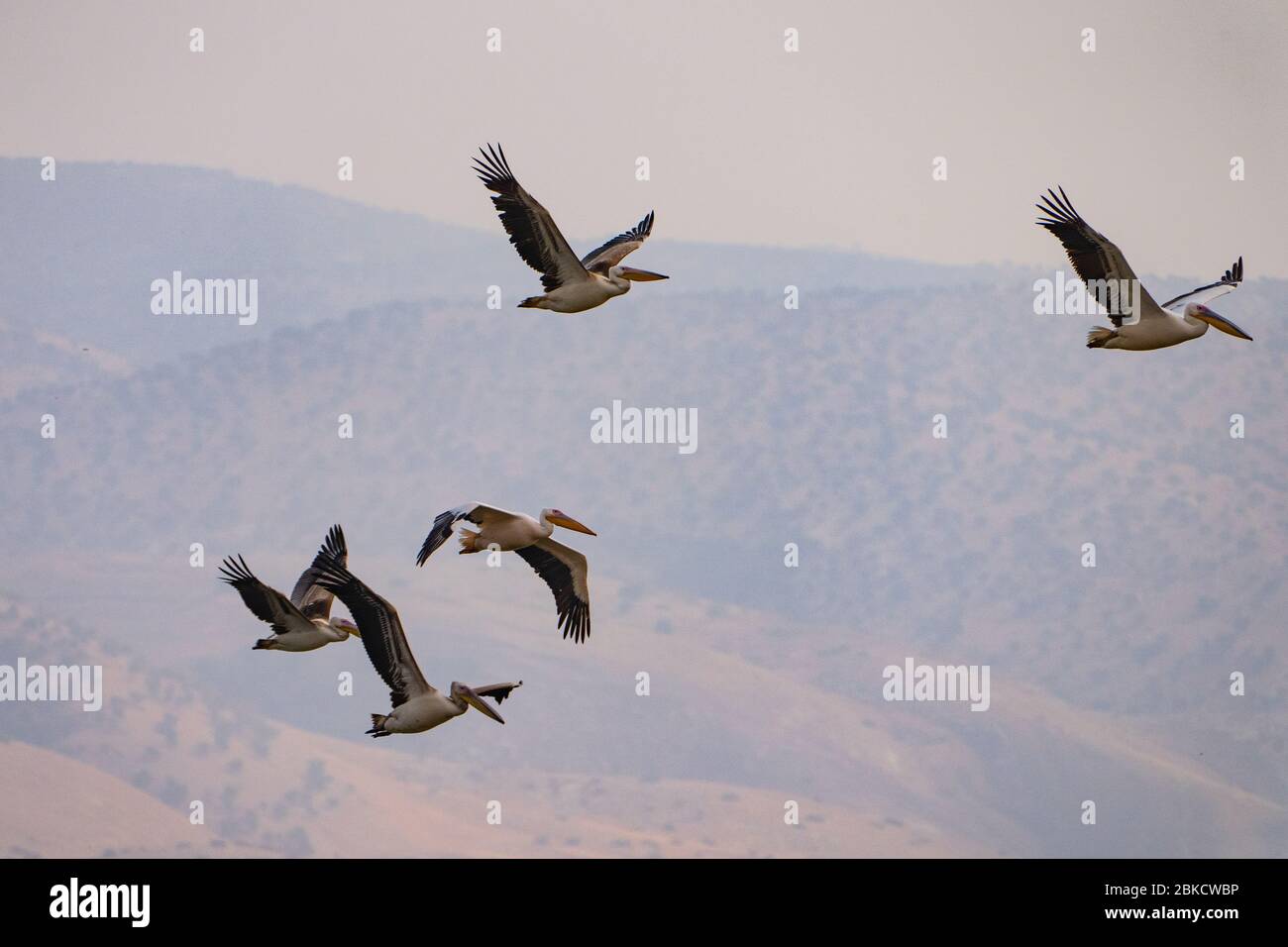 Pelicans flying in formation hi-res stock photography and images - Alamy