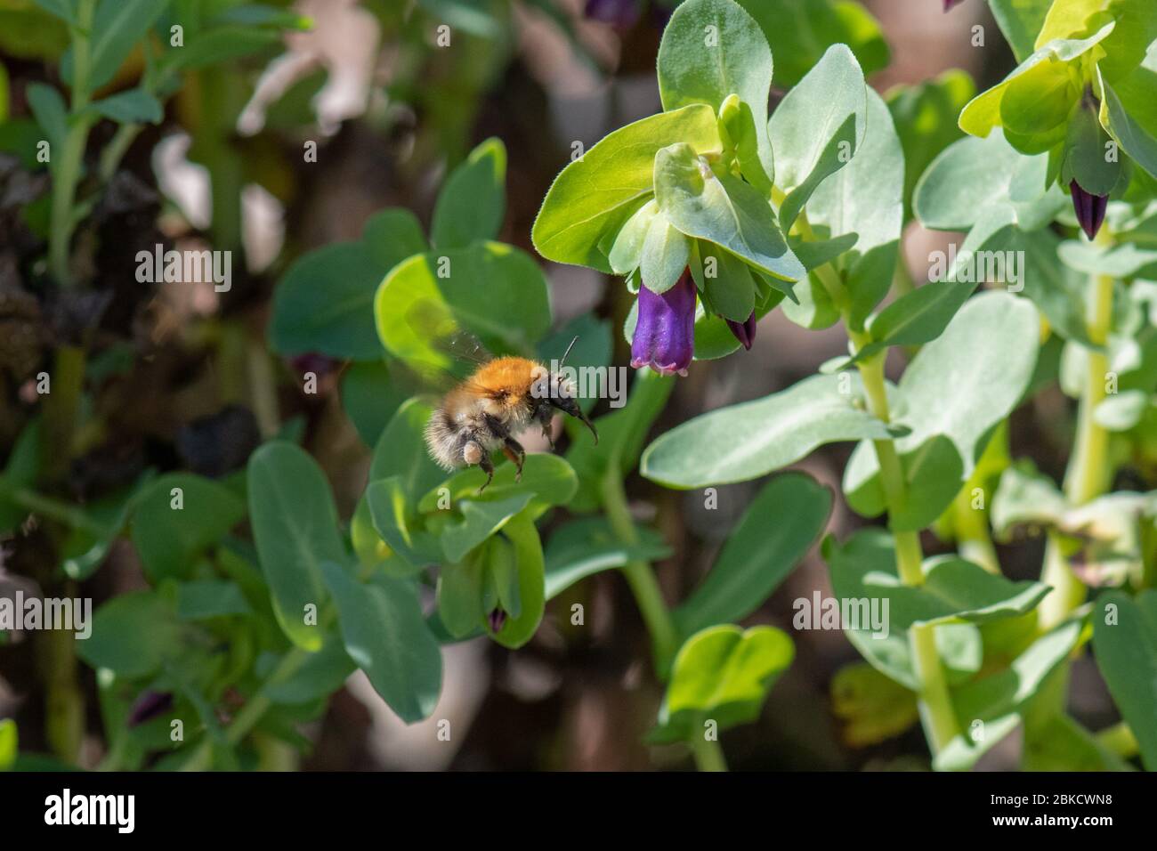 Tree bumblebee (Bombus hypnorum Stock Photo - Alamy