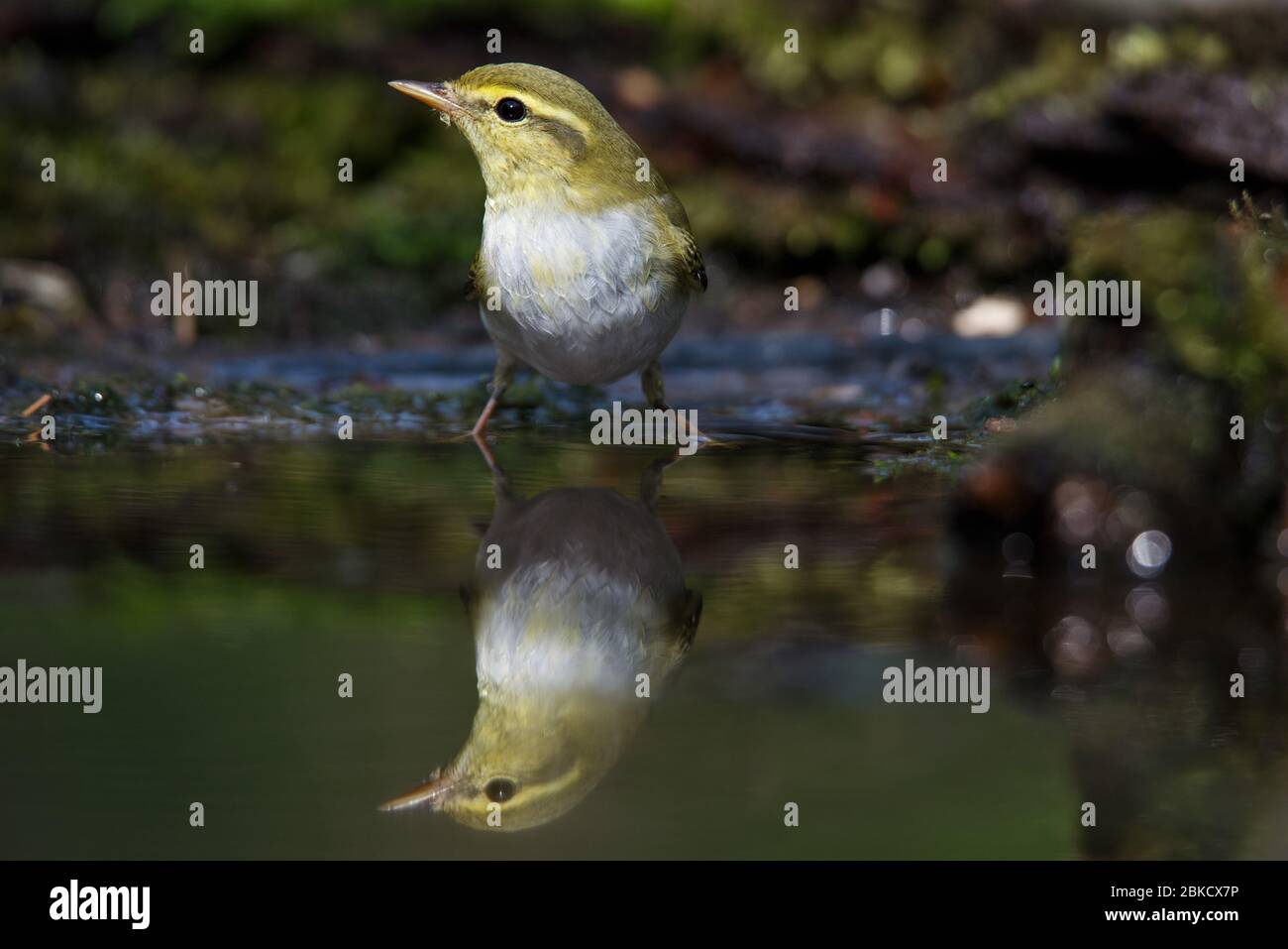 Icterine Warbler, Hippolais icterina in the wild nature on a green ...