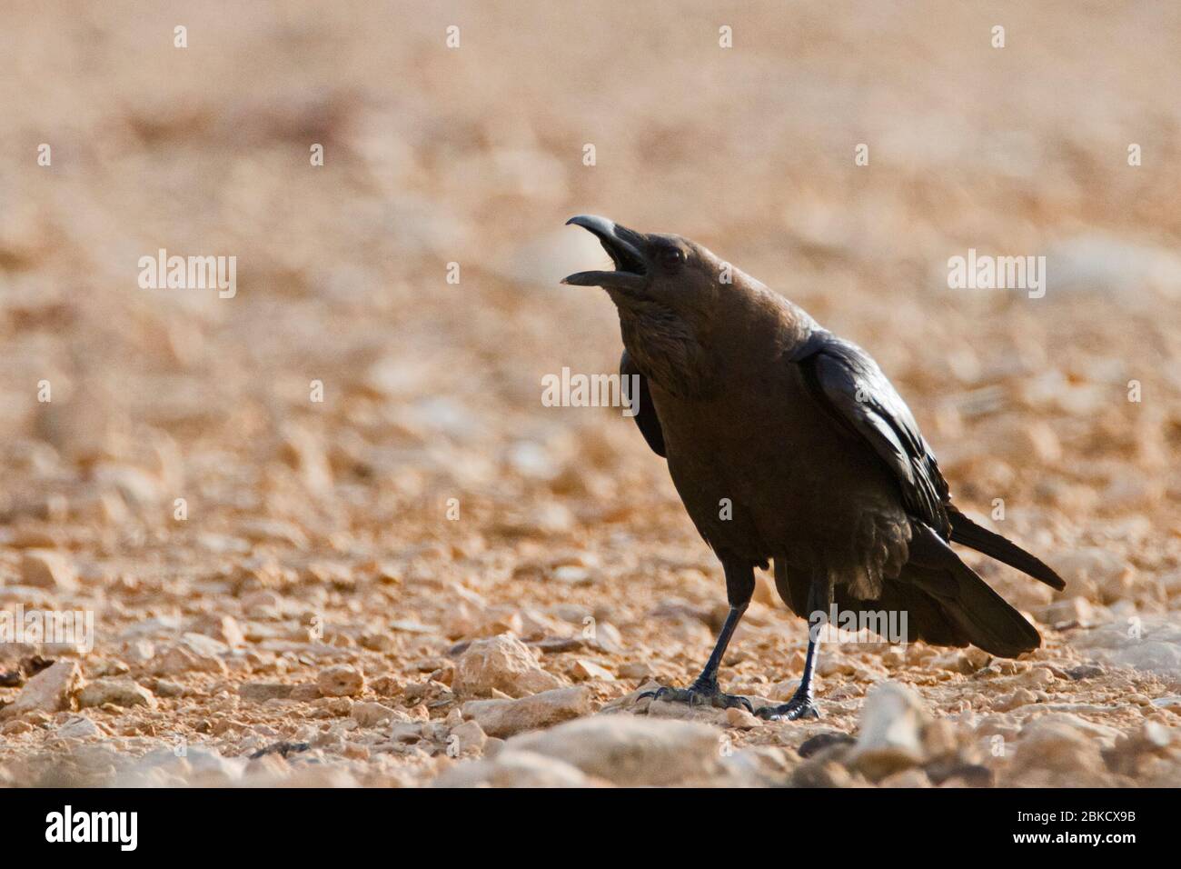 Corvus Ruficollis High Resolution Stock Photography and Images - Alamy