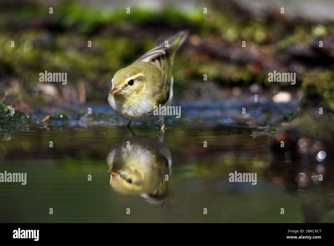 Icterine Warbler, Hippolais icterina in the wild nature on a green ...