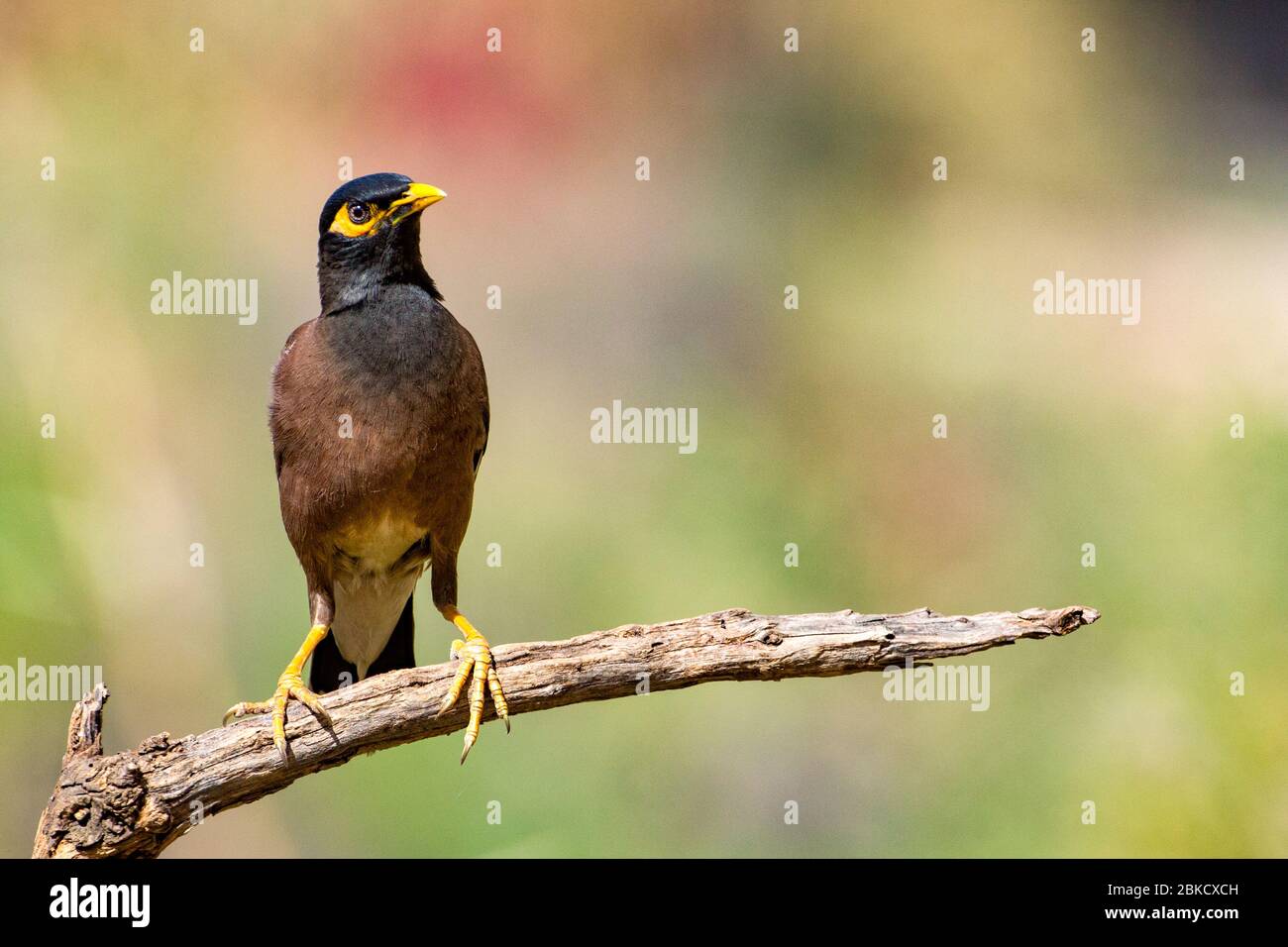 Indian myna birds hi-res stock photography and images - Alamy