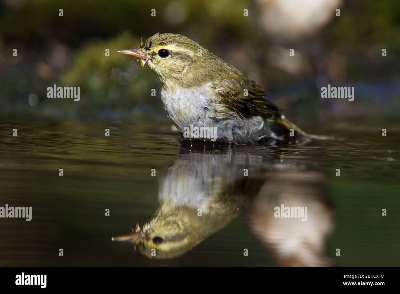 Icterine Warbler, Hippolais icterina in the wild nature on a green ...