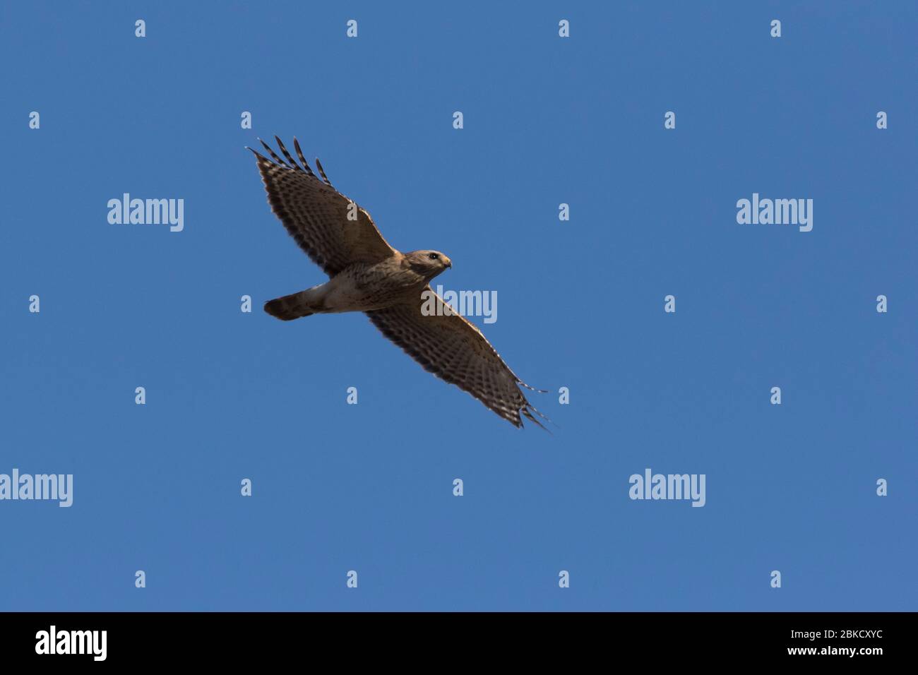 red-shouldered hawk in spring flying Stock Photo - Alamy