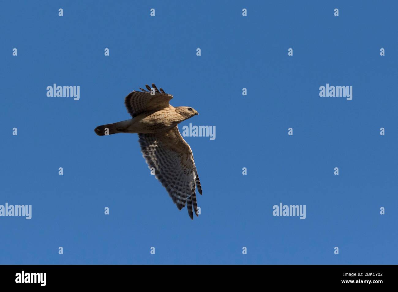 red-shouldered hawk in spring flying Stock Photo - Alamy