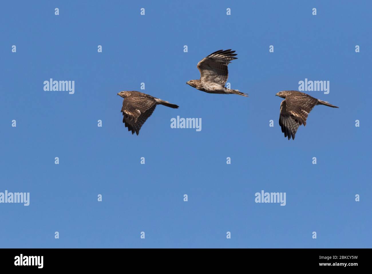 red-shouldered hawk in spring flying Stock Photo - Alamy