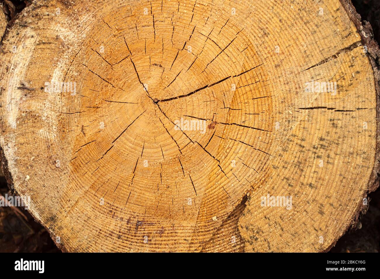 Cut of a pine log irregular shape with texture, ring, cracks, and knots ...
