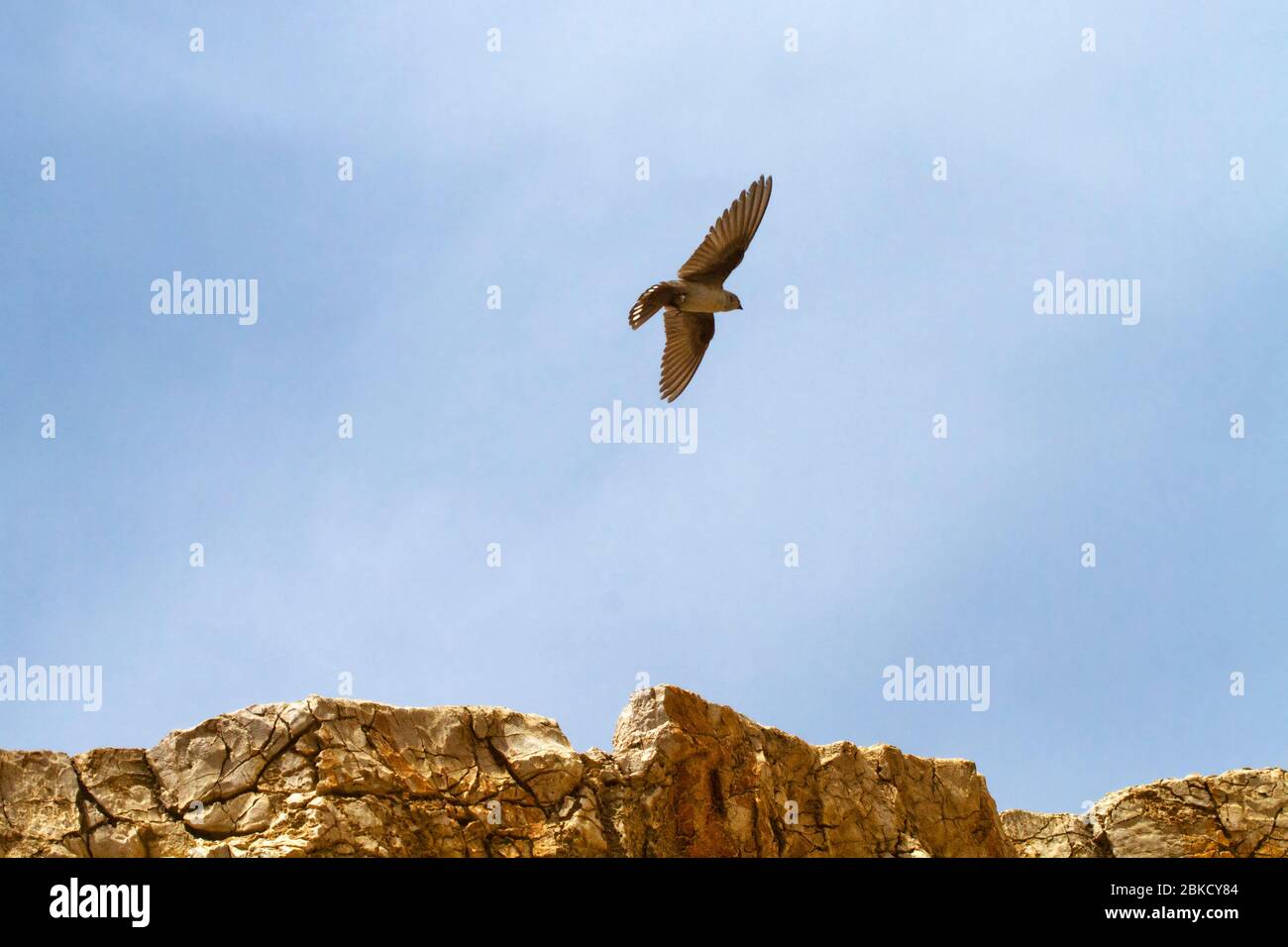 Rock Martin (Ptyonoprogne fuligula Stock Photo - Alamy