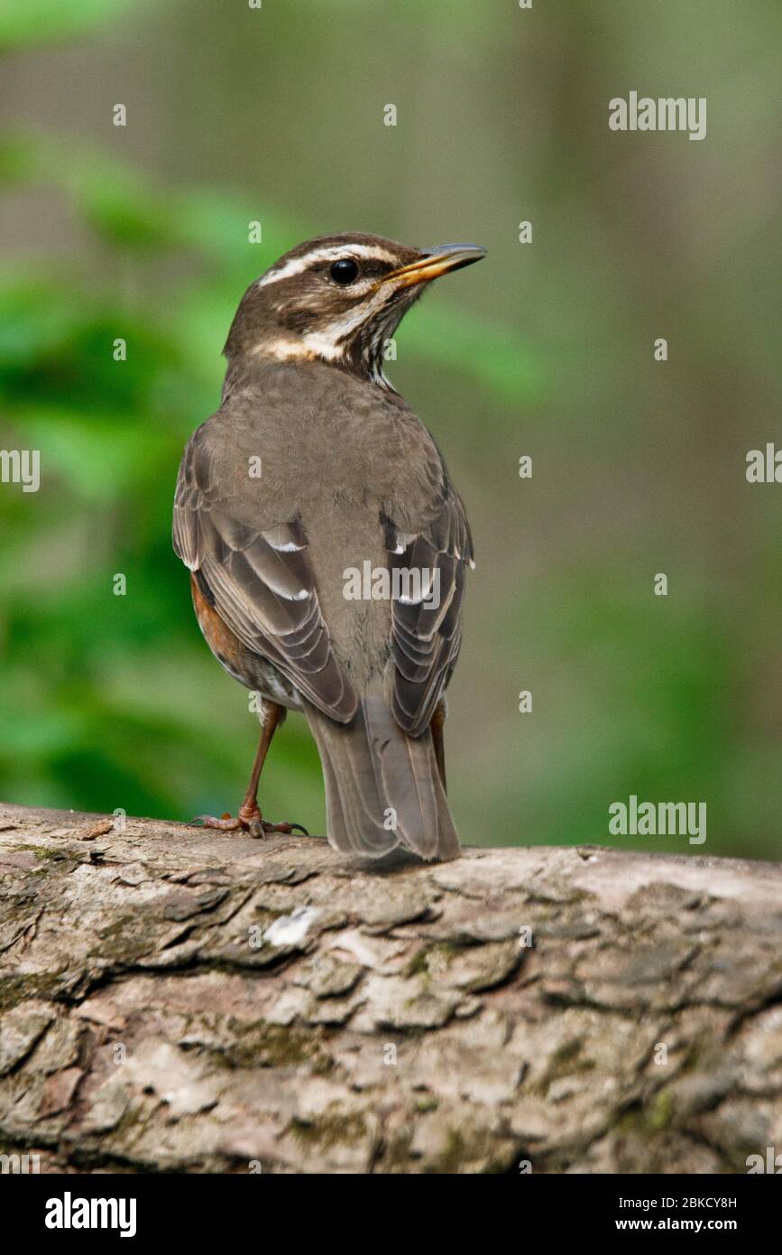 And Mavis is sitting on a branch of a Bush in the spring Stock Photo ...