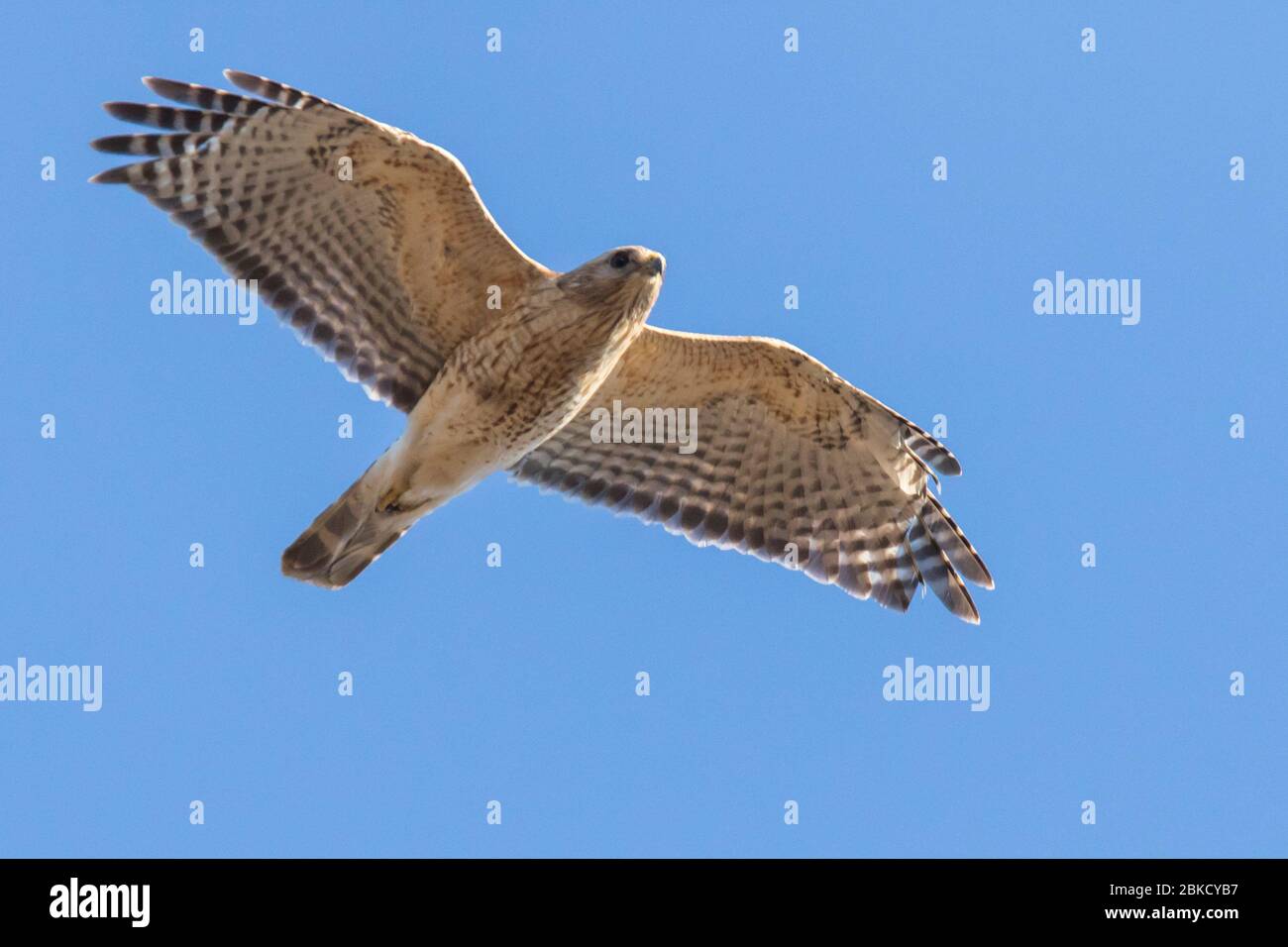 red-shouldered hawk in spring flying Stock Photo - Alamy