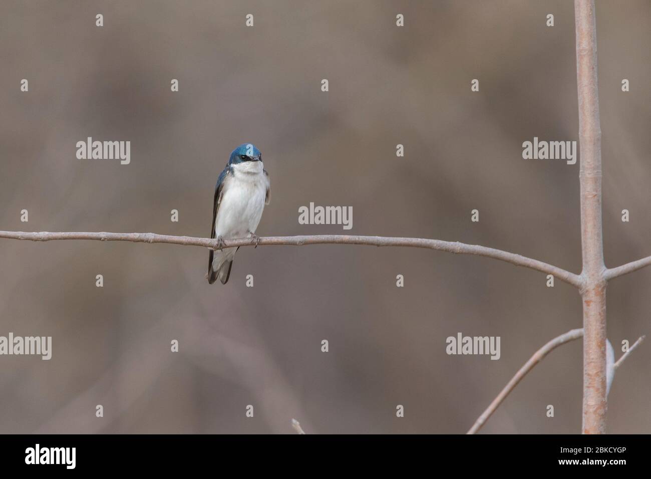 Swallow at nest cavity hi-res stock photography and images - Alamy