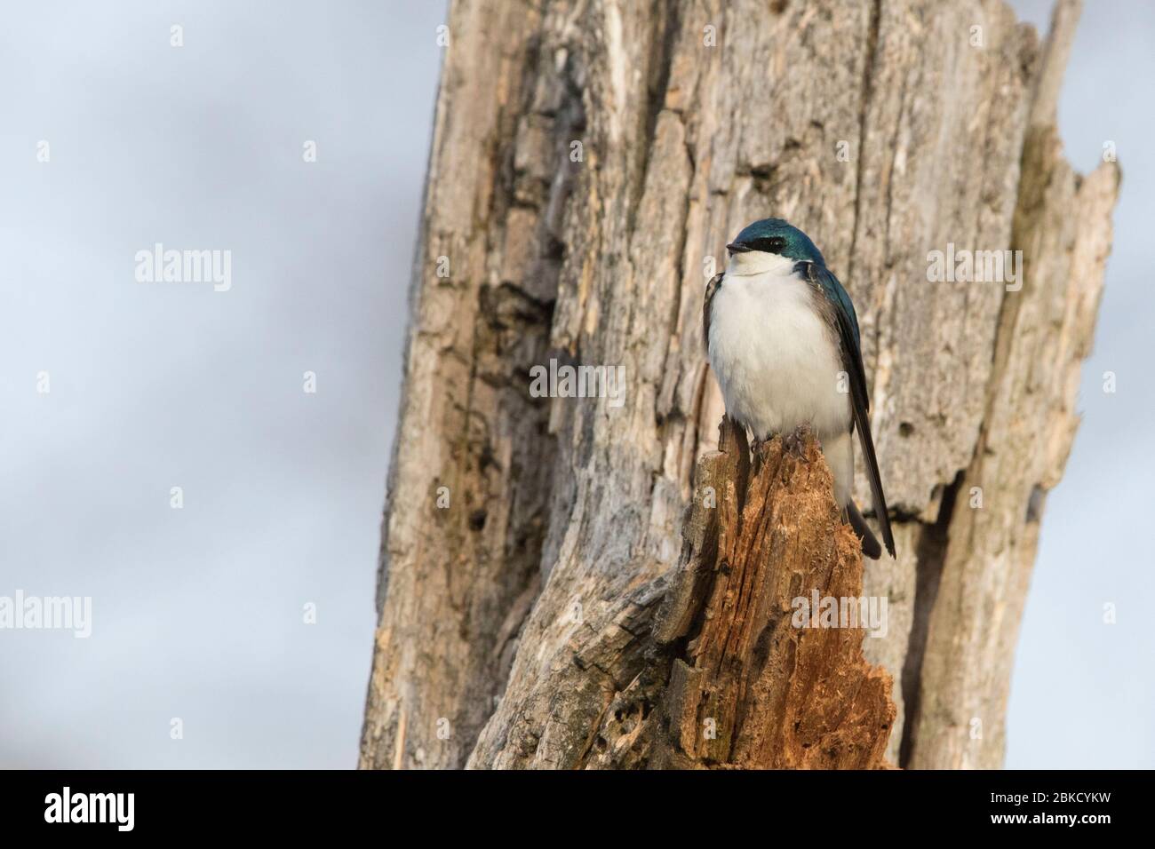tree swallow (Tachycineta bicolor) nesting Stock Photo - Alamy