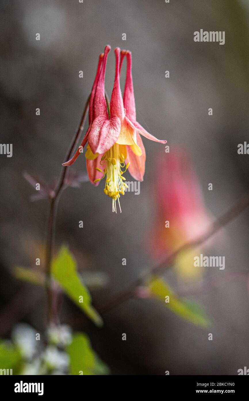 Canadian spring wildflowers hi-res stock photography and images - Alamy
