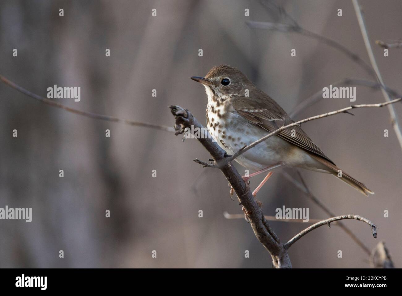 hermit thrush (Catharus guttatus) in spring Stock Photo - Alamy