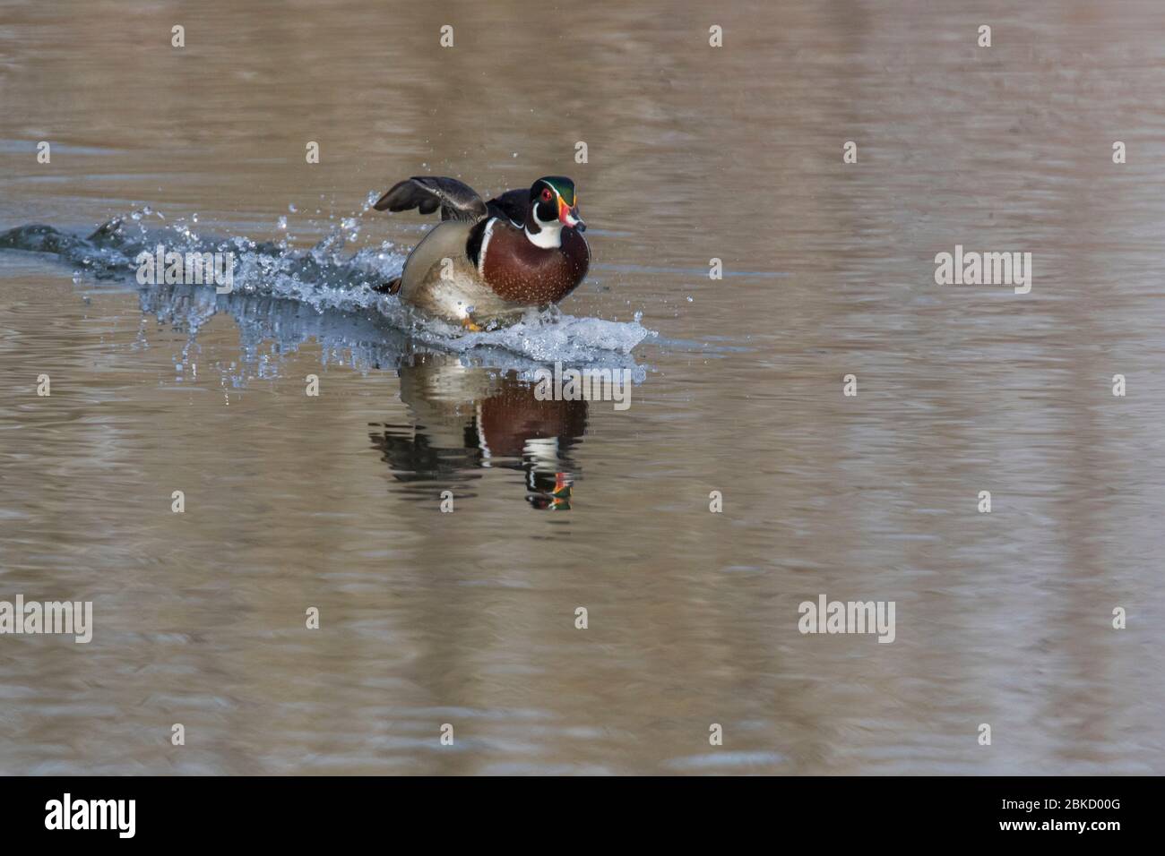 wood duck drake in flight Stock Photo - Alamy