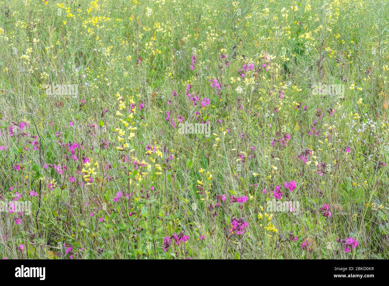 Mixed ground cover hi-res stock photography and images - Alamy