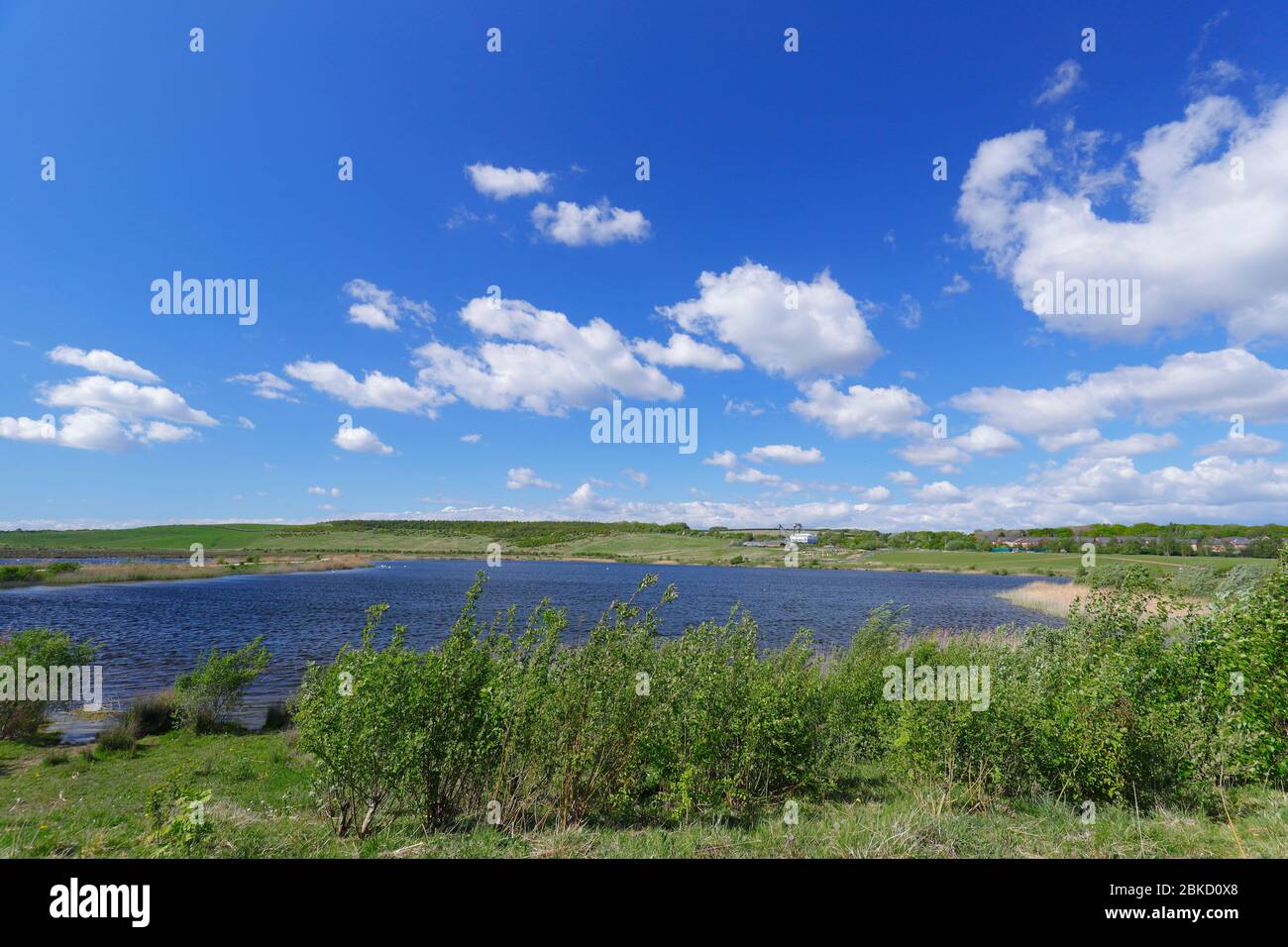 RSPB St aidan's Country Park in Swillington,Leeds. The home of 'Oddball ...