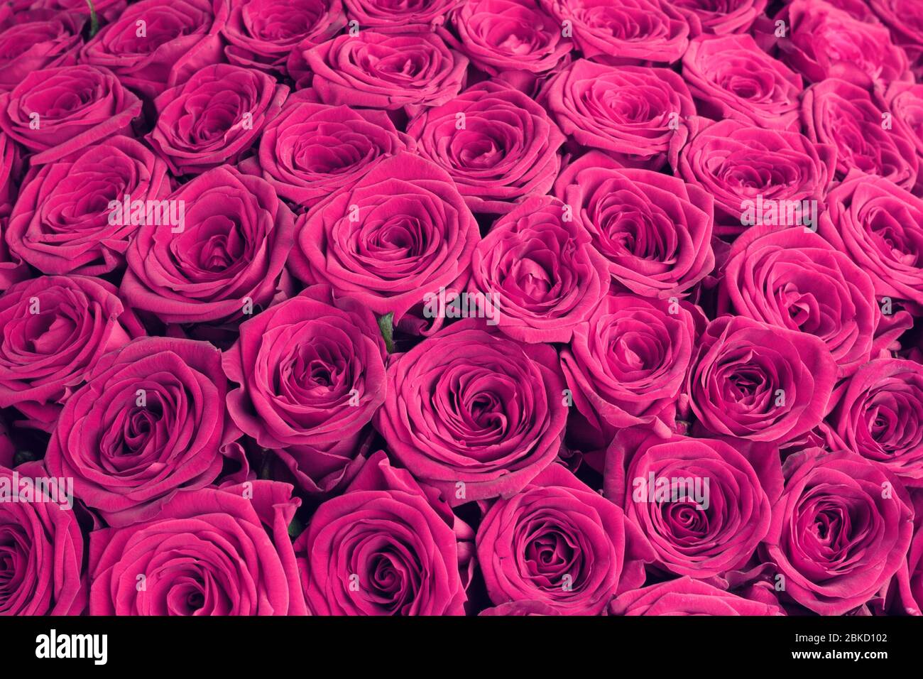 Magenta colorful roses background. Top view of roses bouquet Stock ...