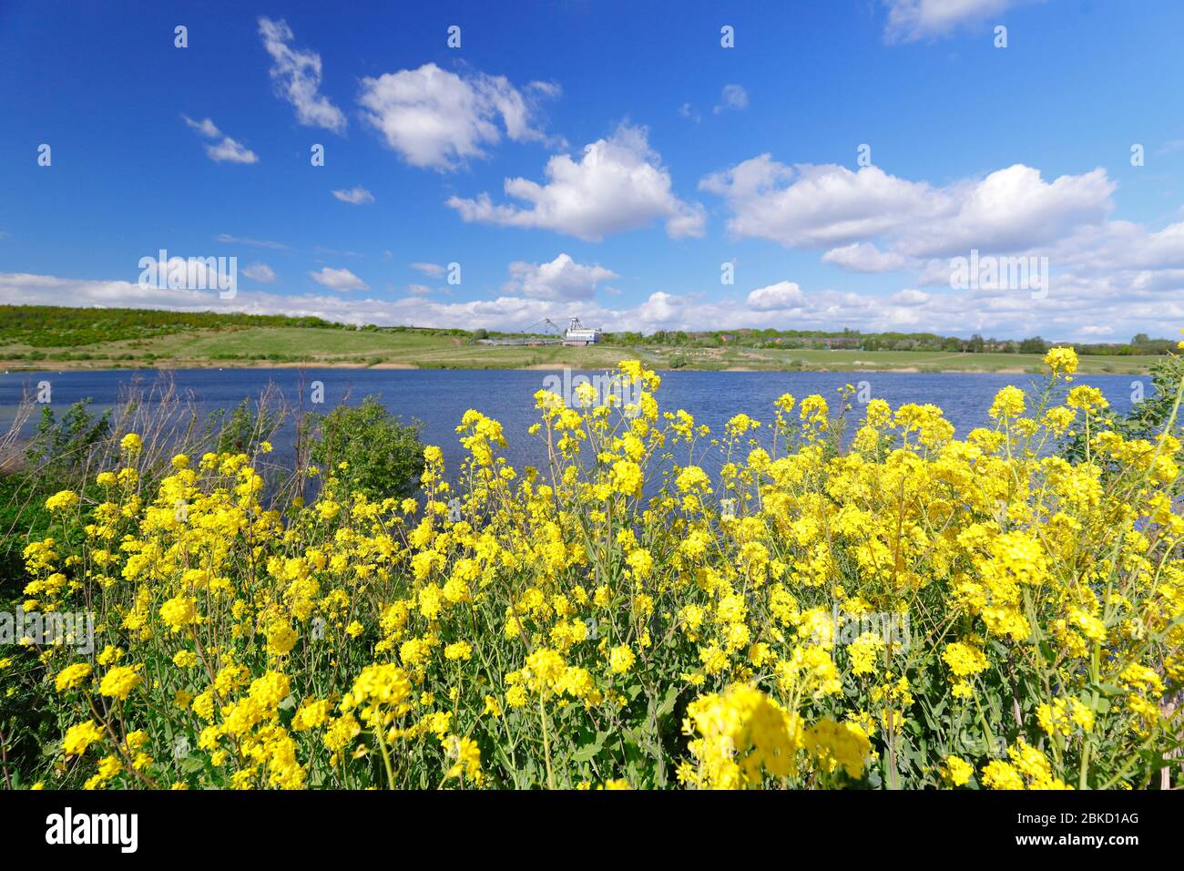 RSPB St aidan's Country Park in Swillington,Leeds. The home of 'Oddball ...