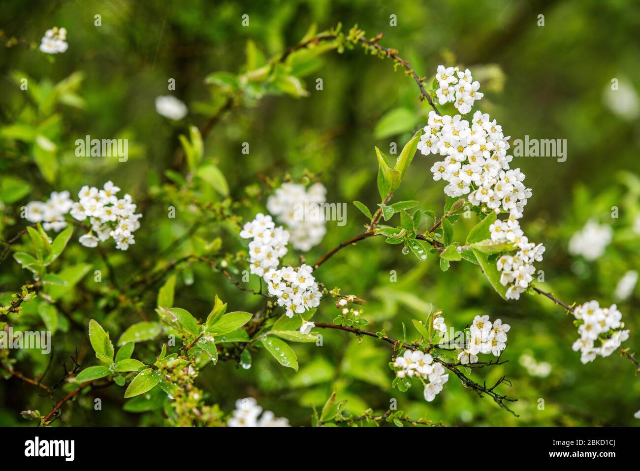 May bush spiraea cantoniensis hi-res stock photography and images - Alamy