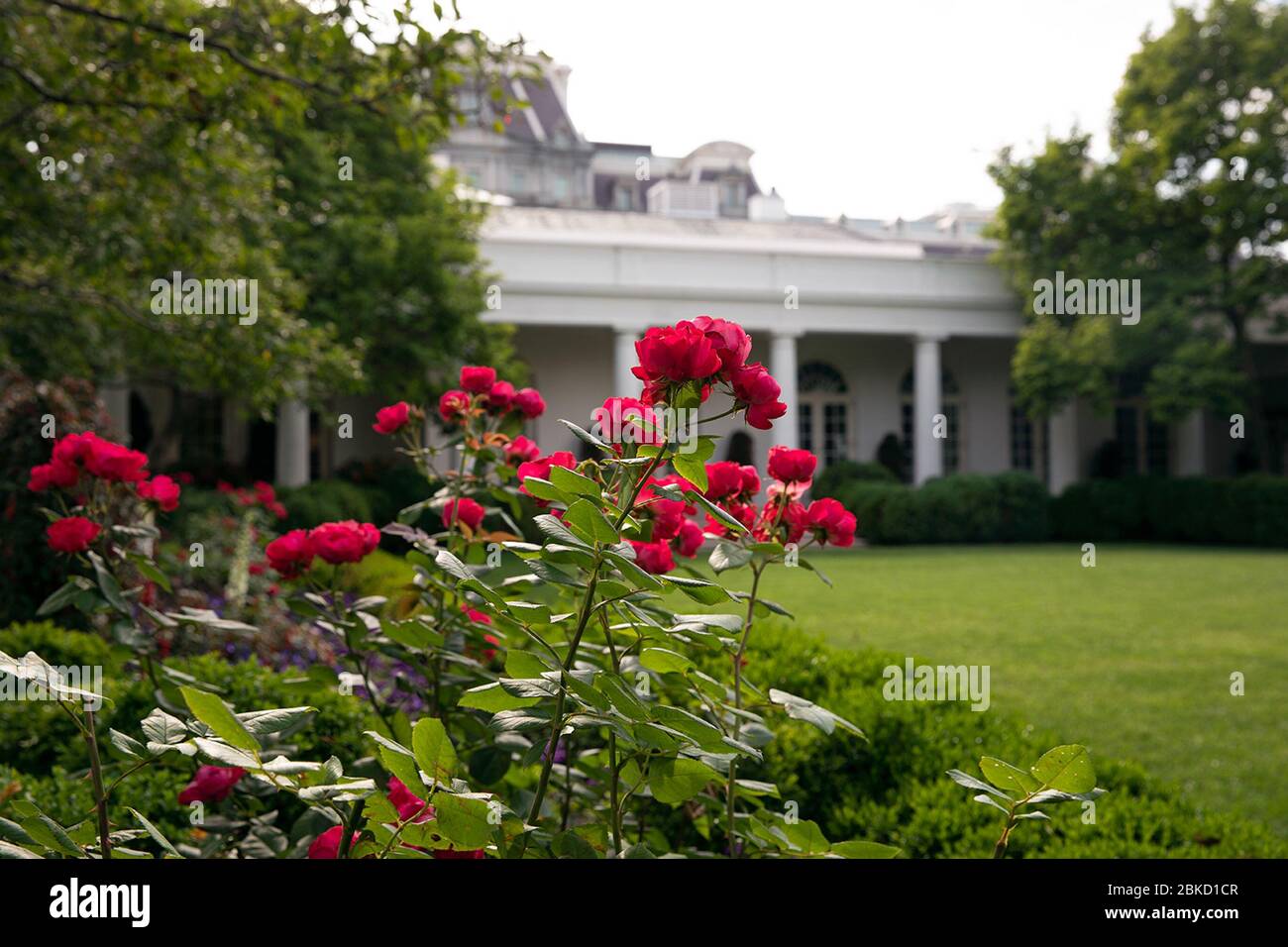 On May 29, 2019, roses bloomed in the White House Rose Garden ...