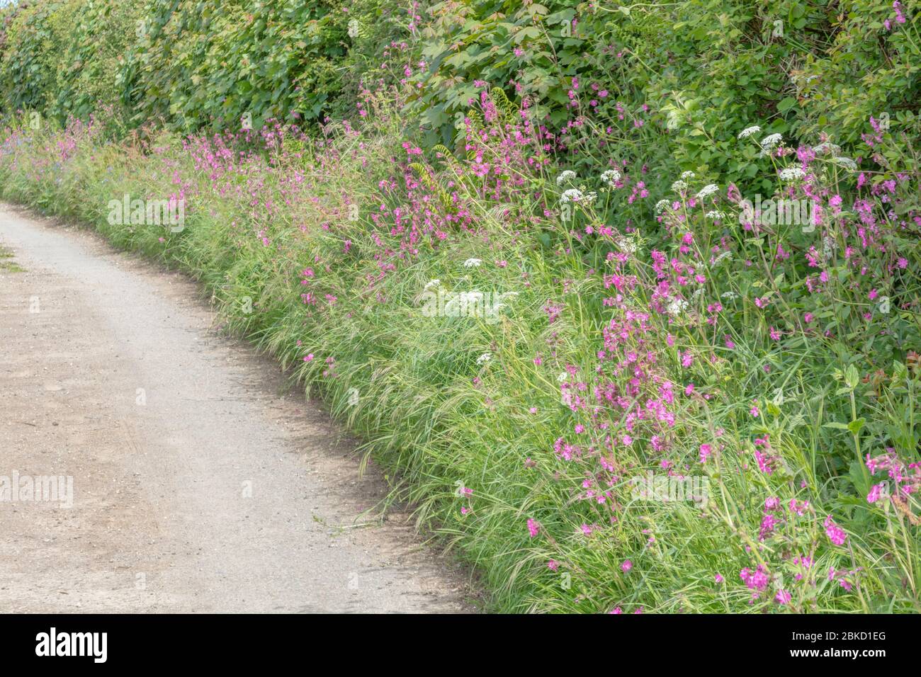 Country road lane with patch of wild flowers growing in hedge bank ...