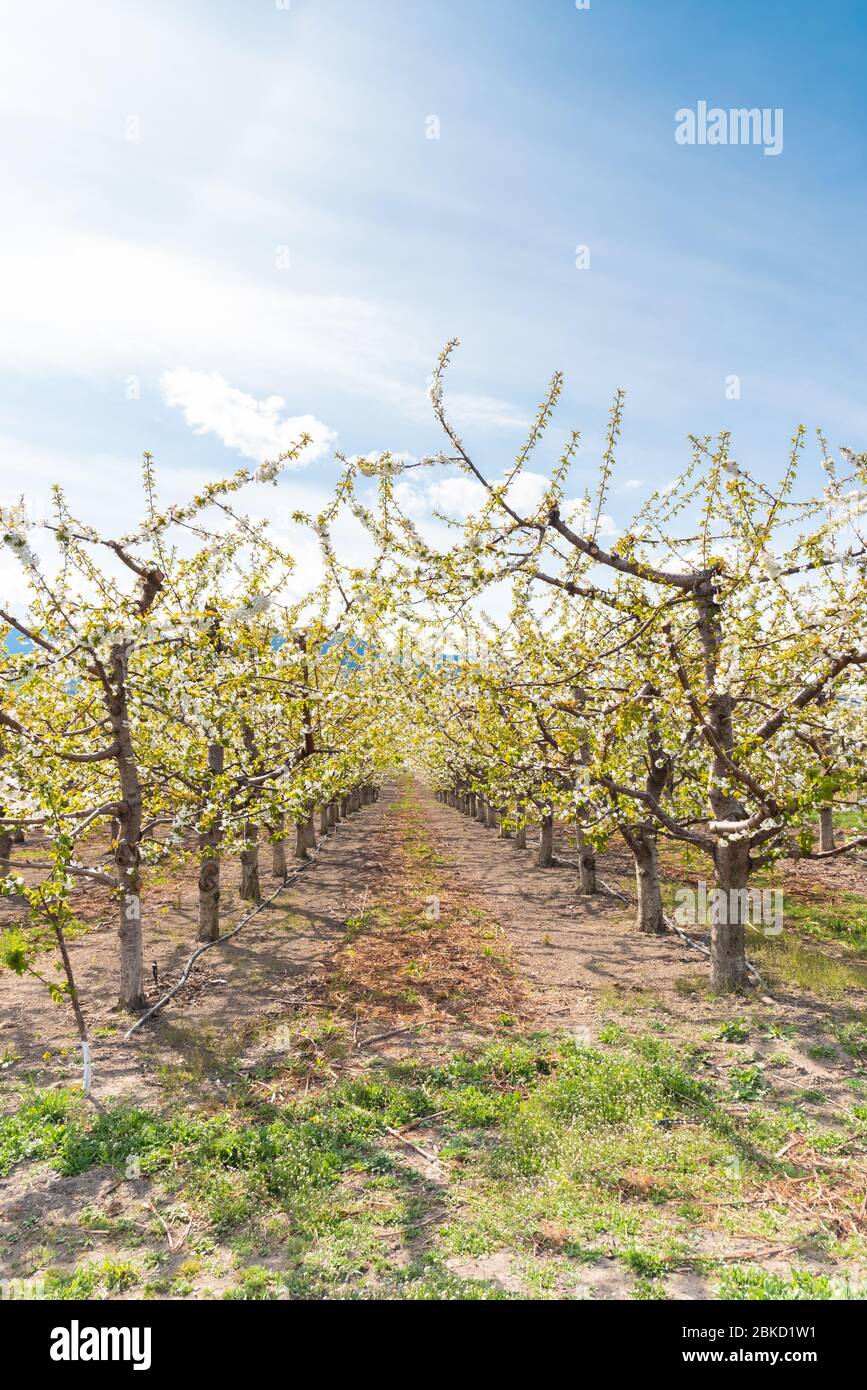 View of flowering cherry trees in Okanagan Valley orchard, with ...