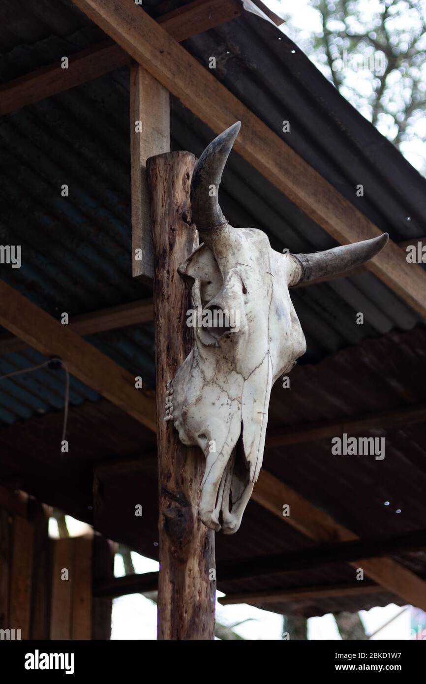 Ox skull detail hanging in rustic shed for decorative effect. Horned ...