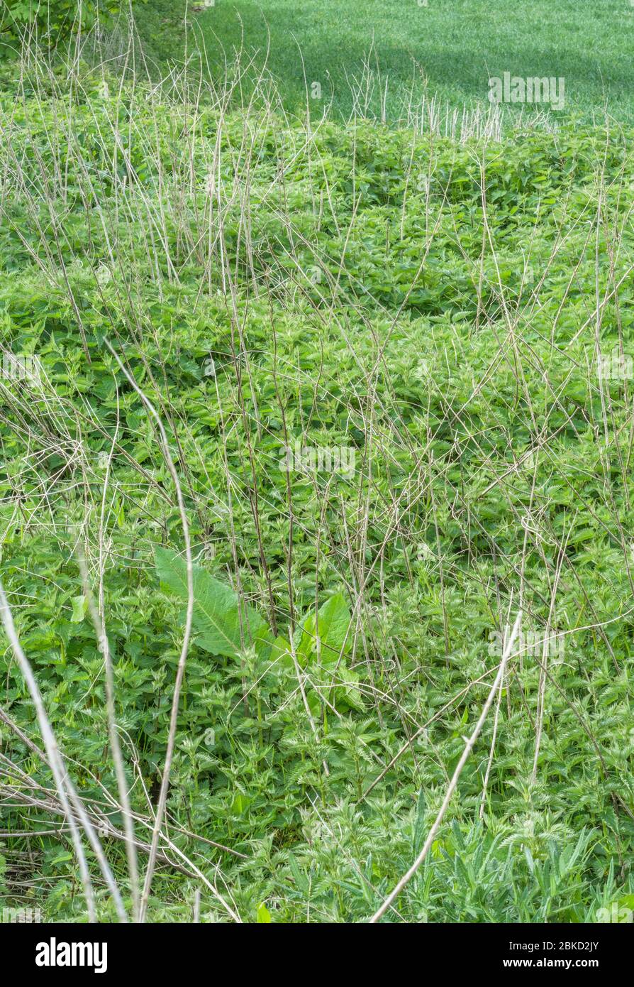 Herbalism metaphor hi-res stock photography and images - Alamy