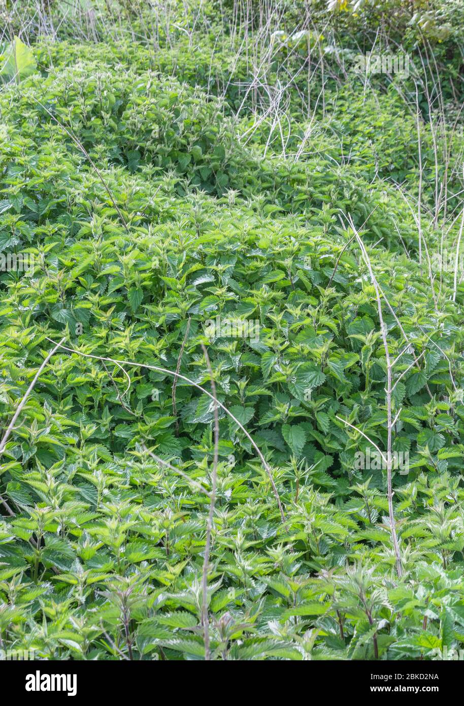 Patch of backlit nettle leaves in morning sunlight on field manure heap ...