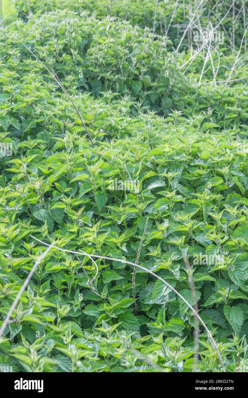 Patch of backlit nettle leaves in morning sunlight on field manure heap ...