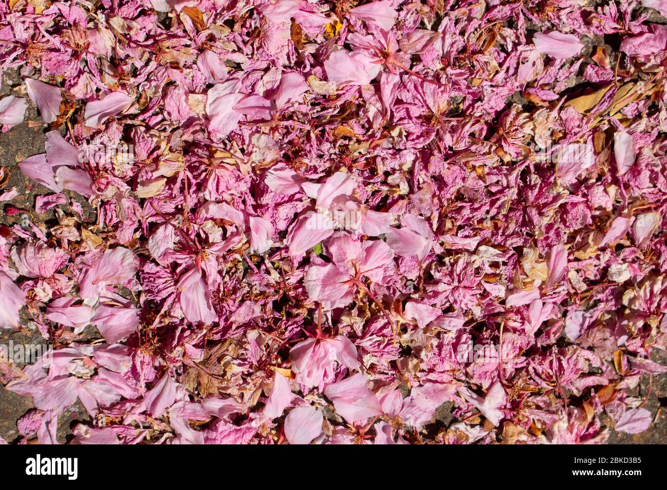 Pink cherry flower petals fallen on the paved road for background Stock ...