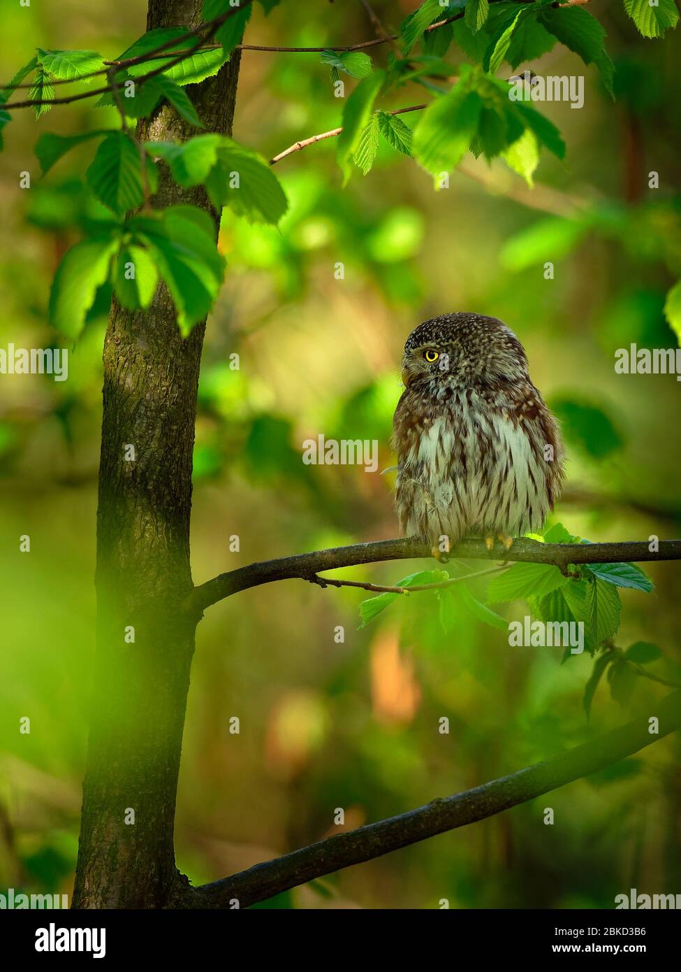 Eurasian Pygmy-Owl - Glaucidium passerinum sitting on the branch with ...