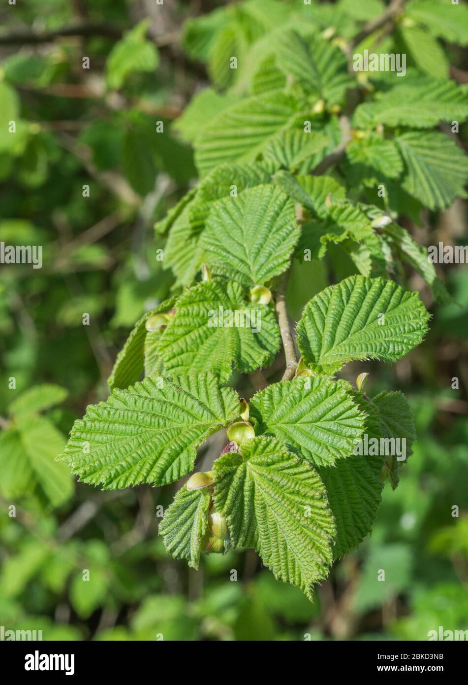 May sunshine on new leaves on a young hazel tree branch. Post flowering ...