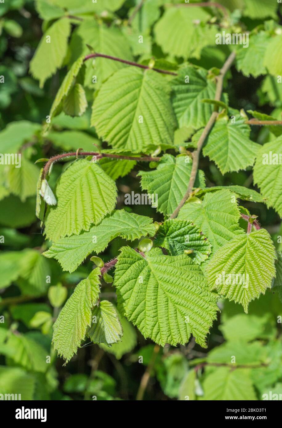 May sunshine on new leaves on a young hazel tree branch. Post flowering ...