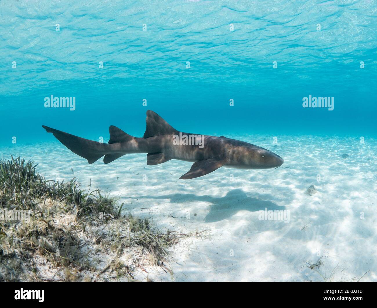 Nurse shark swimming hi-res stock photography and images - Alamy