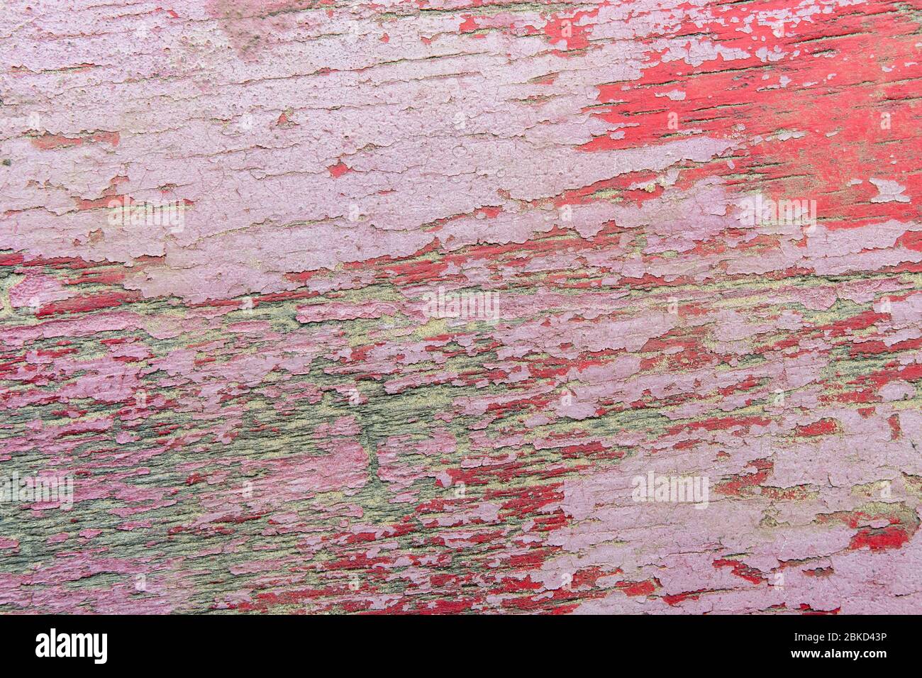 Cracked weathered surface of wood plywood with peeling red and pink paint. Abstract textured ...