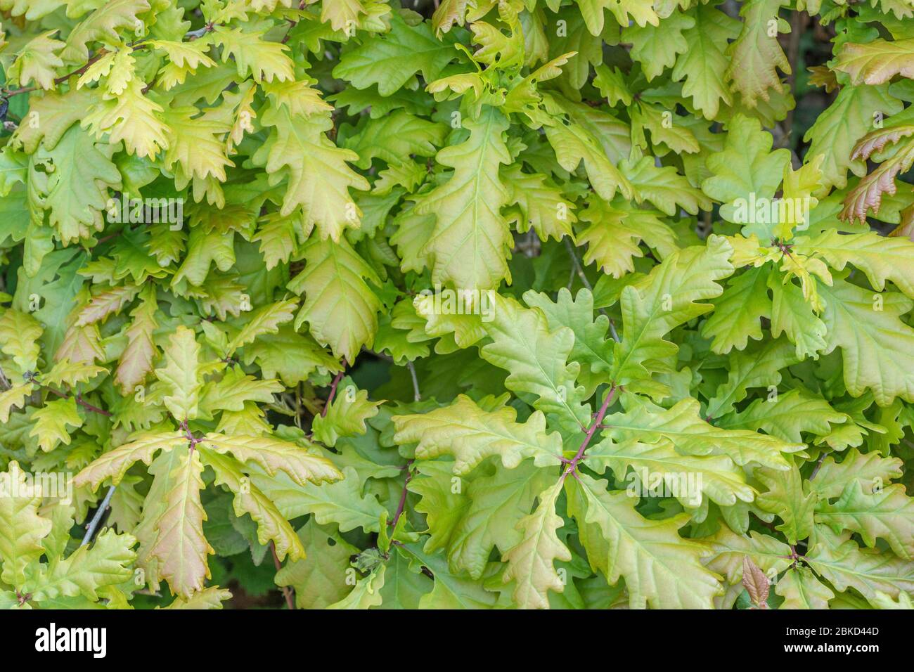 Pale young leaves of an English Oak in country roadside hedge in spring ...