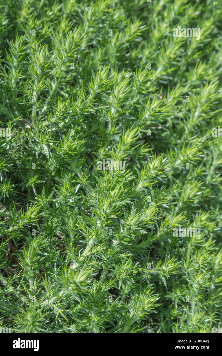 Invasive weeds poland hi-res stock photography and images - Alamy
