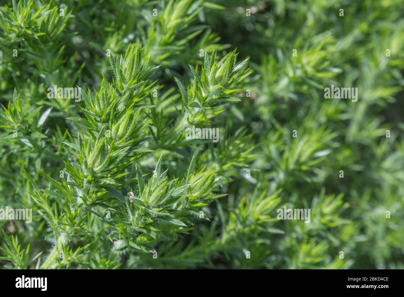 Bodljikavi stipavac hi-res stock photography and images - Alamy