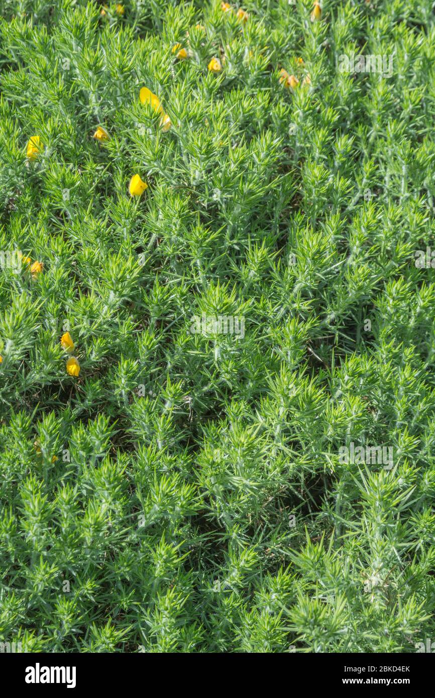 Annual new prickly leaf shoots of Gorse / Furze - Ulex europaeus in a ...
