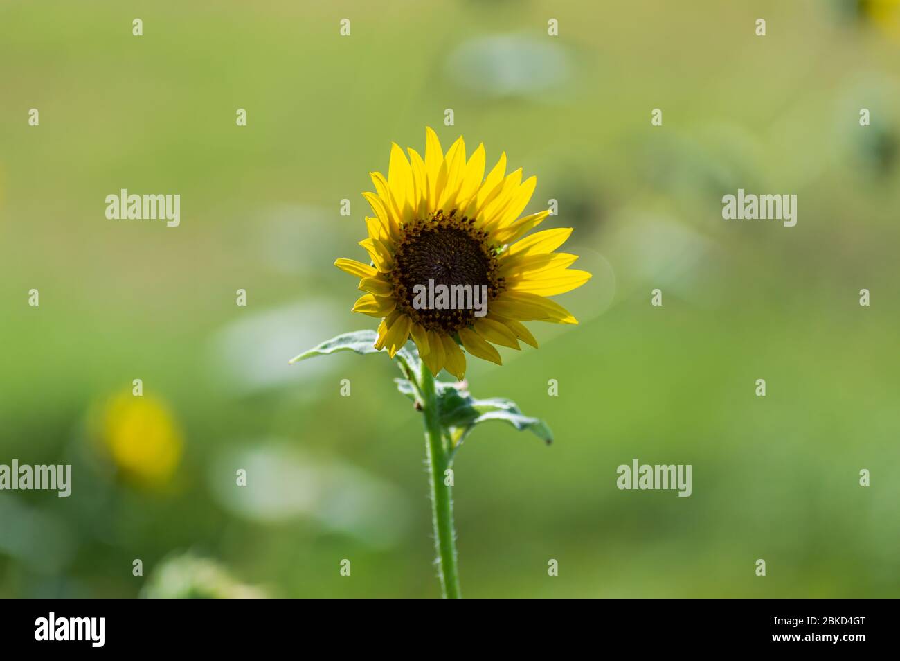 Partially open sunflower hi-res stock photography and images - Alamy