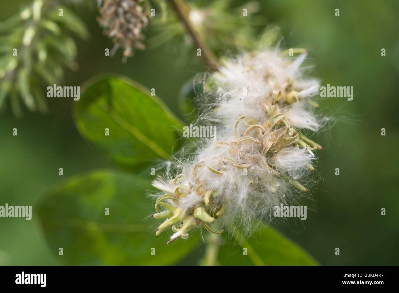 Fluffy female flower catkins of Goat Willow / Salix caprea which ...