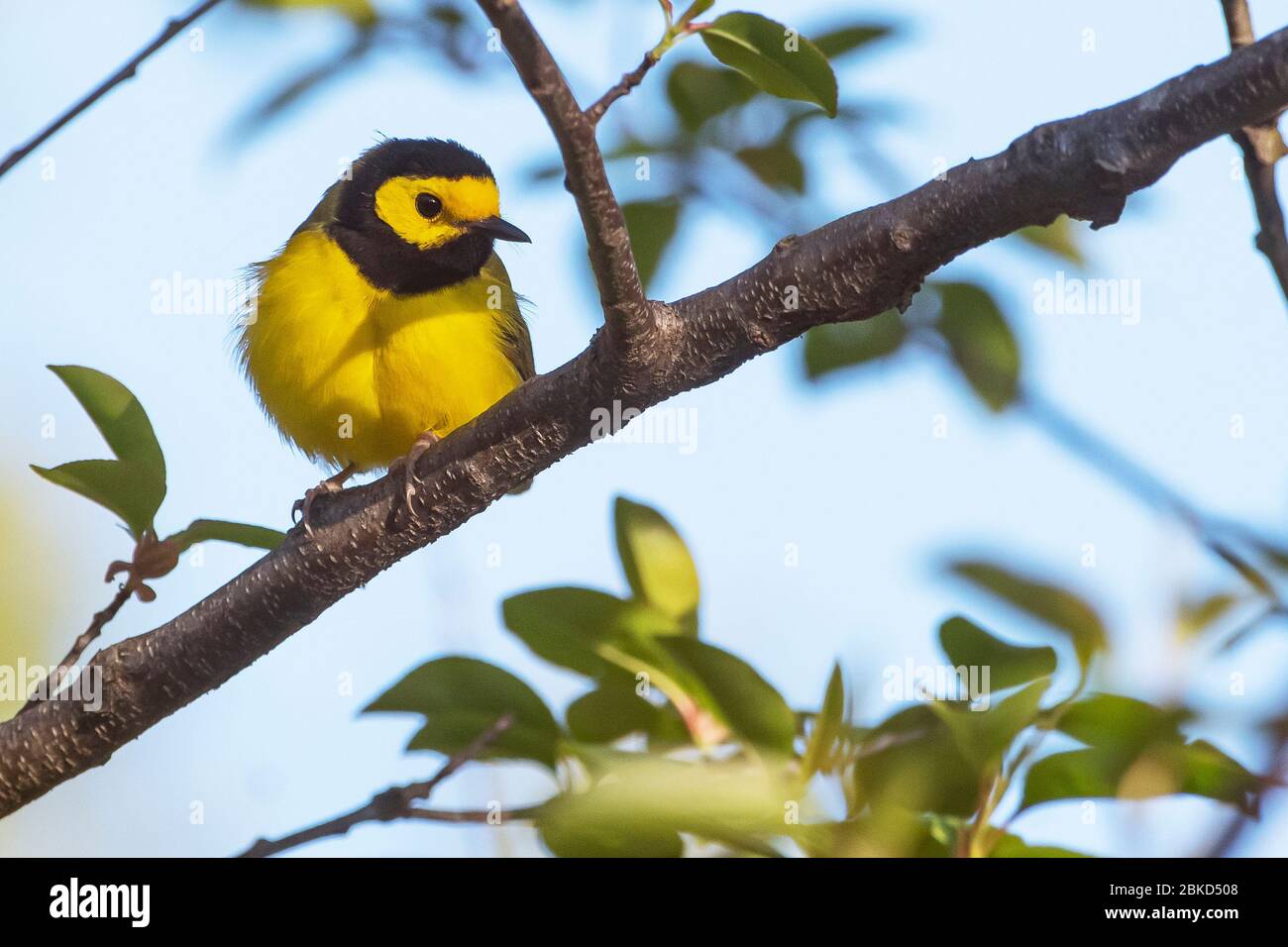 Hooded Warbler During Spring Migration Stock Photo Alamy