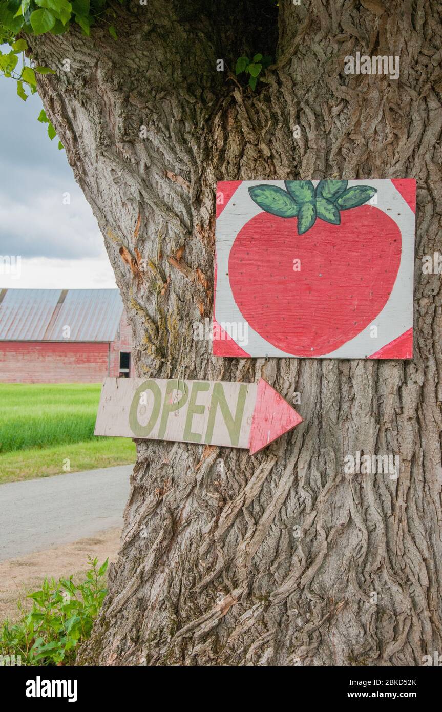 Handmade sign advertising local market of strawberry/strawberries on ...