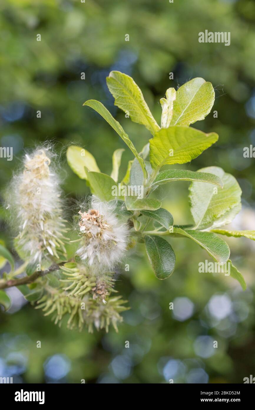 Fluffy female flower catkins of Goat Willow / Salix caprea which ...