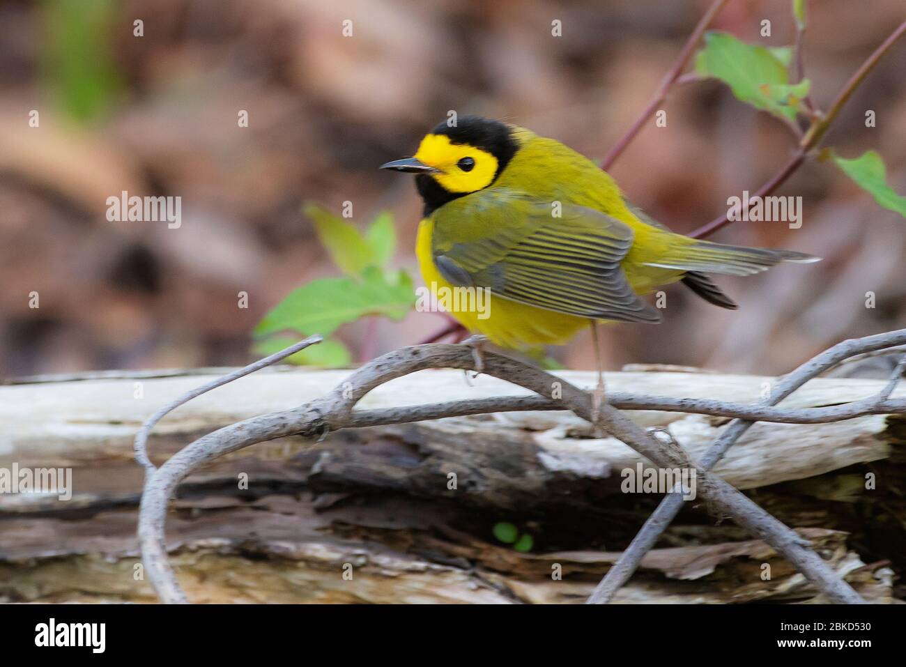 Hooded warbler during spring migration Stock Photo - Alamy